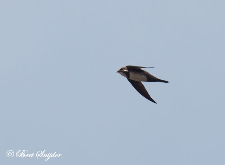 Alpine Swift | Birding in Portugal, Individual Bird Watching Holiday