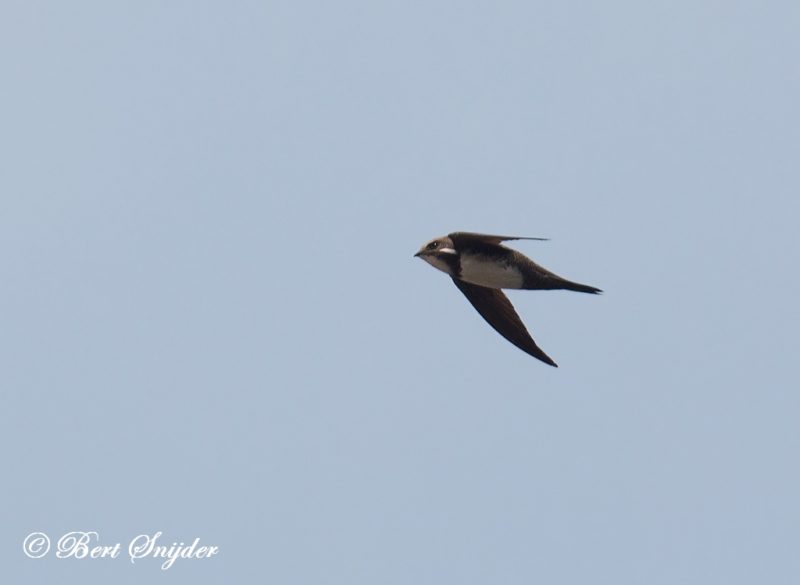 Alpine Swift | Birding in Portugal, Individual Bird Watching Holiday