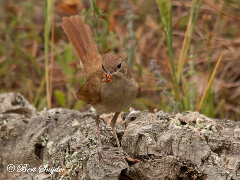Birding Portugal Common Nightingale | Birding in Portugal, Individual ...