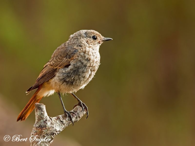 Birding Portugal Redstart | Birding in Portugal, Individual Bird ...