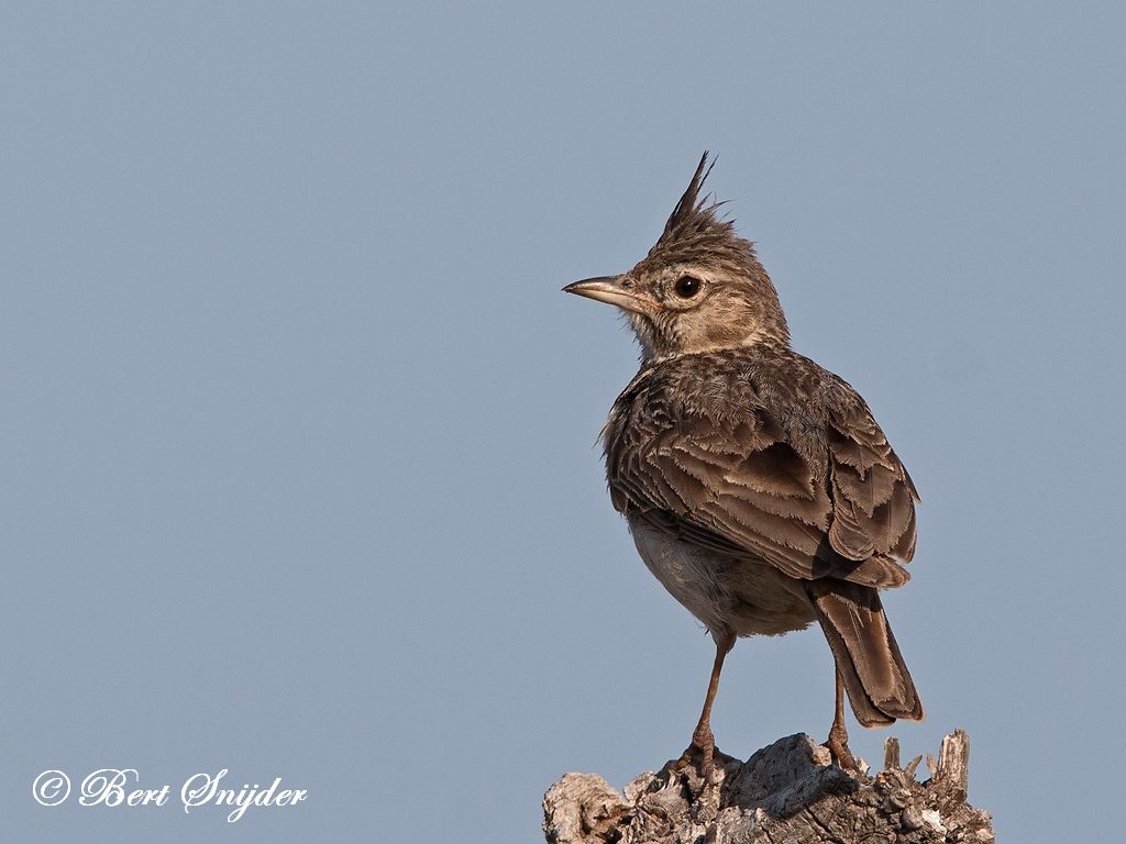 Crested Lark | Birding in Portugal, Individual Bird Watching Holiday