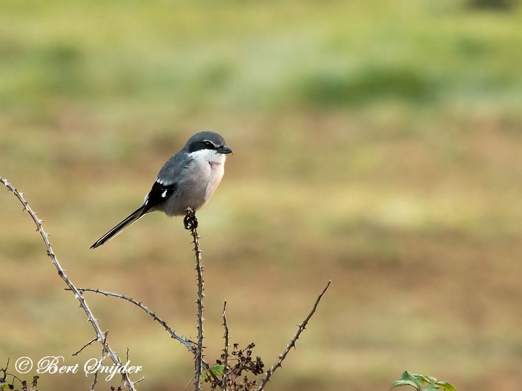 Portugal Bird Excursion January 2019 60 species in 4 hours time ...