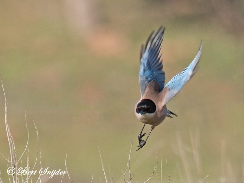 Iberian Magpie | Birding in Portugal, Individual Bird Watching Holiday