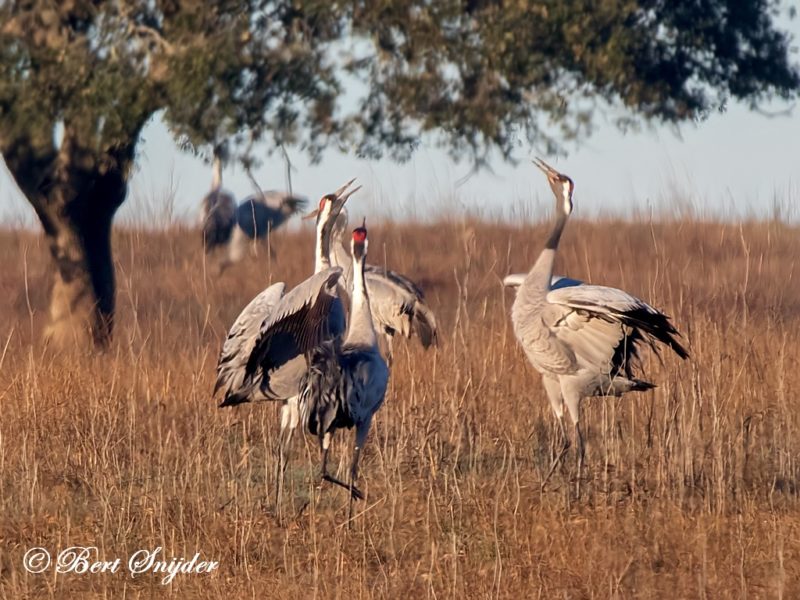 Birding Portugal Common Crane | Birding in Portugal, Individual Bird ...