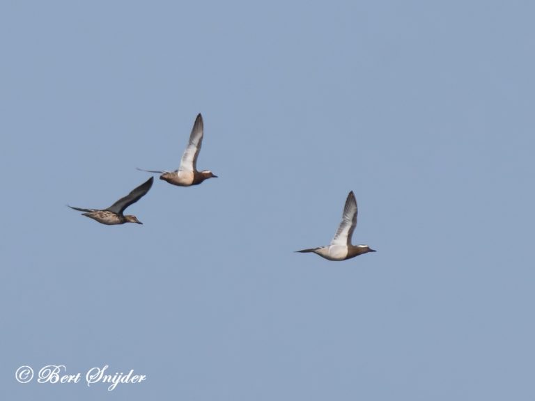 Birding Portugal Garganey | Birding in Portugal, Individual Bird ...