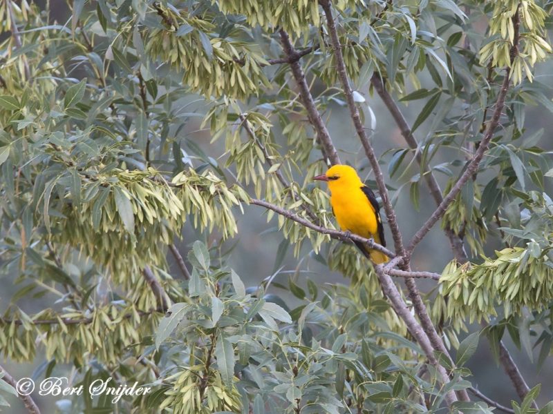 Birding Portugal Golden Oriole Birdwatching Alentejo | Birding in ...