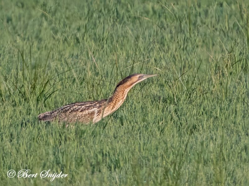 Great Bittern | Birding in Portugal, Individual Bird Watching Holiday