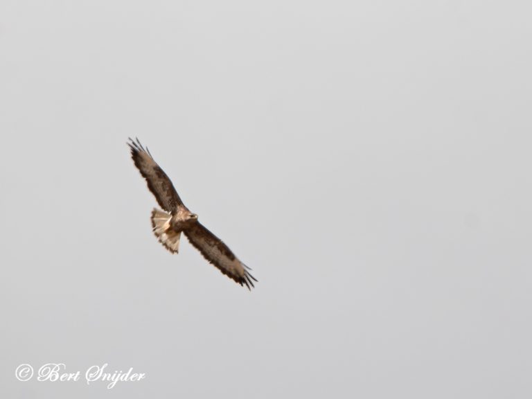 Birding Portugal Long-legged Buzzard | Birding in Portugal, Individual ...