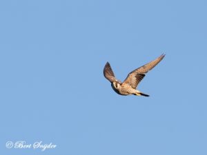 Birding Portugal Peregrine Falcon | Birding in Portugal, Individual ...