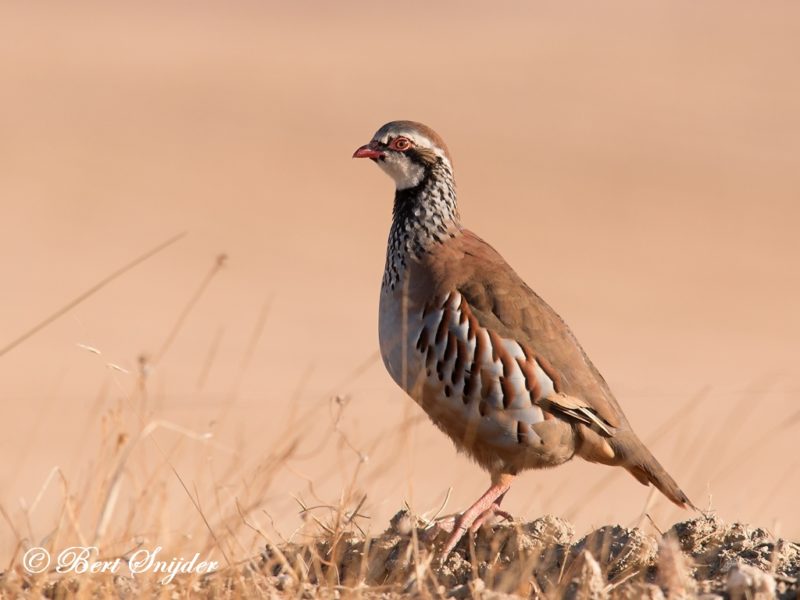 Birding Portugal Red-legged Partridge | Birding in Portugal, Individual ...