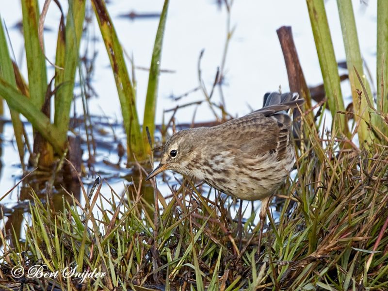 Birding Portugal Water Pipit | Birding in Portugal, Individual Bird ...