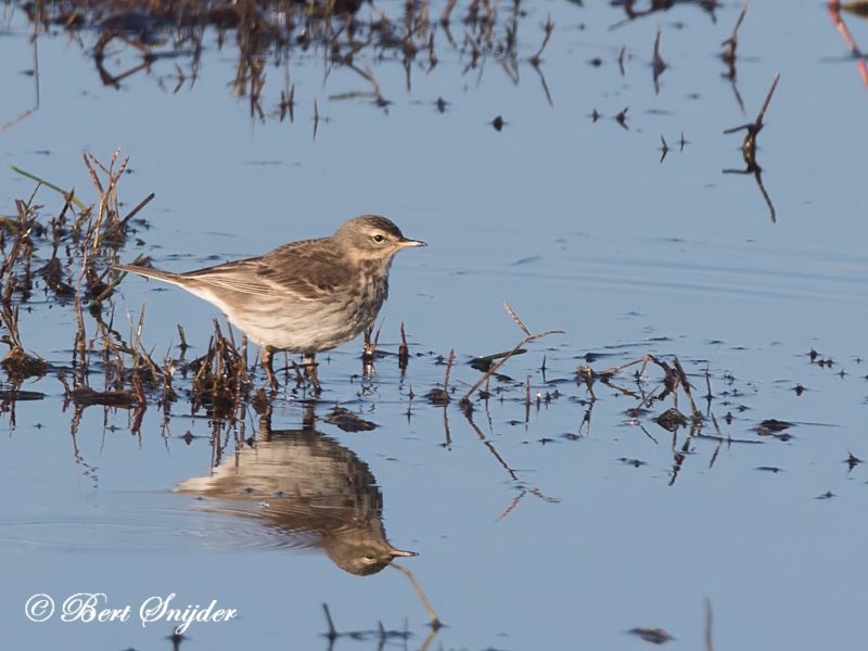 Birding Portugal Water Pipit | Birding in Portugal, Individual Bird ...