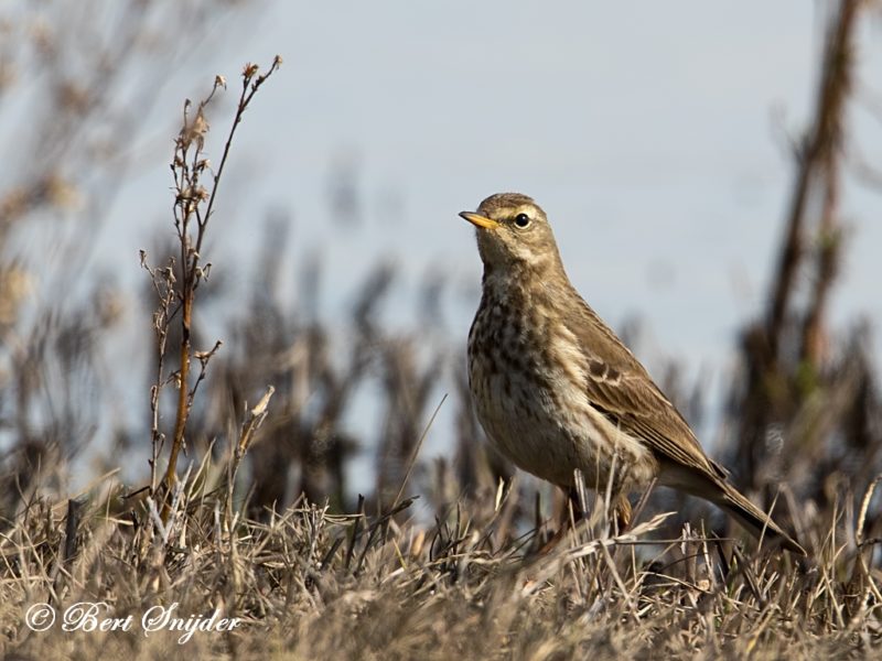 Birding Portugal Water Pipit | Birding in Portugal, Individual Bird ...