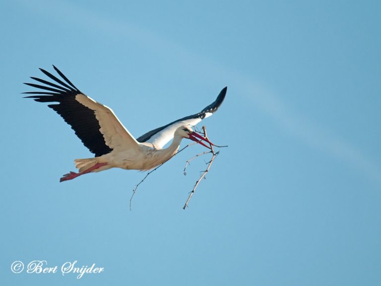 Birding Portugal White Stork | Birding in Portugal, Individual Bird ...